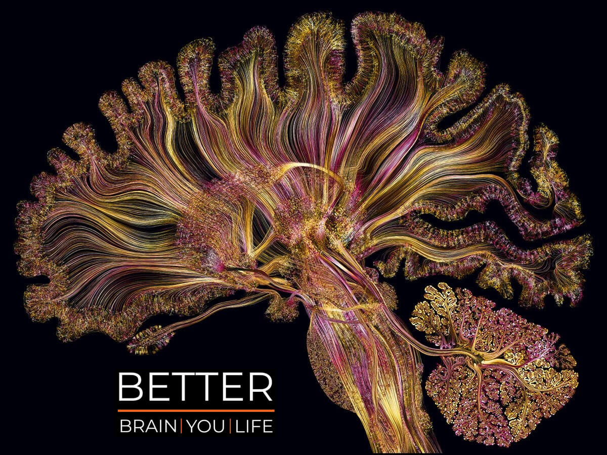 BETTER: Brain | You | Life - Evolve Education
